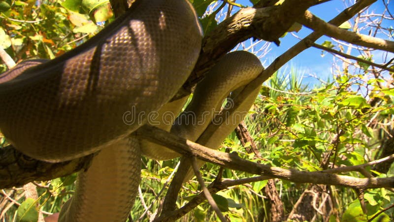 Bardick Snake Moving Down Tree Stock Footage - Video of twig, handheld ...