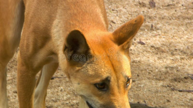 Dingo Nervously Walking stock footage. Video of teeth - 153296824