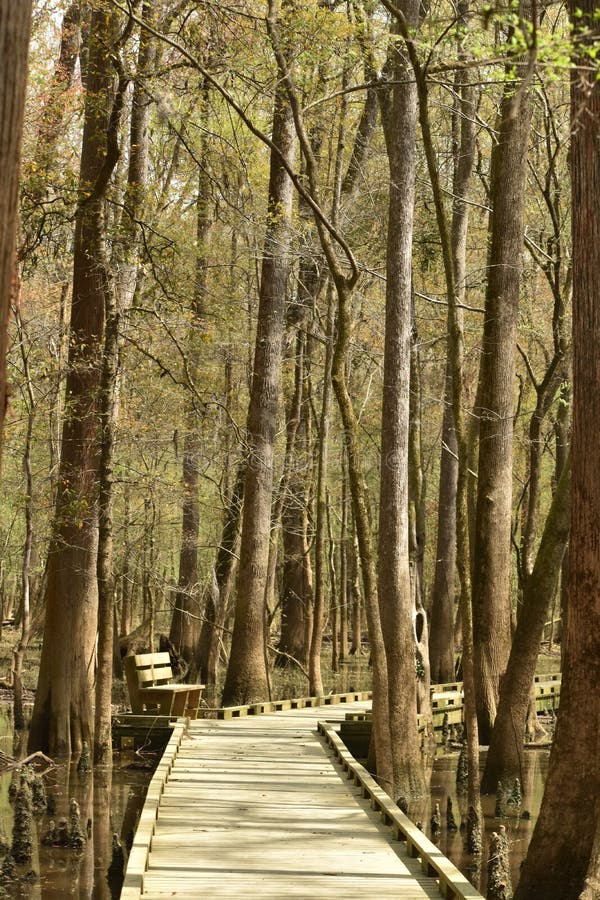 Boardwalk Runs through Swamp at Congaree National Park Stock Photo ...