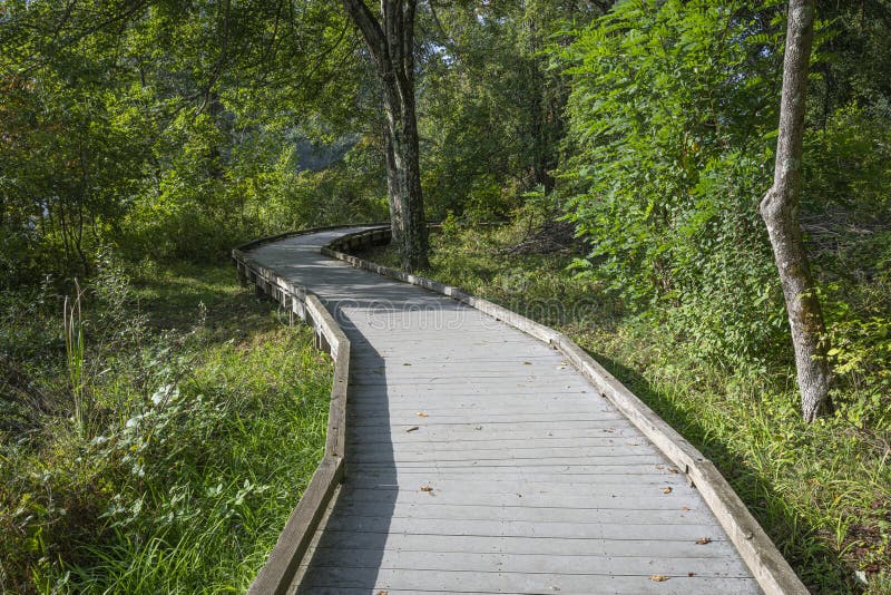 Handicapped Accessible Hiking Path in the Forest Stock Image - Image of ...