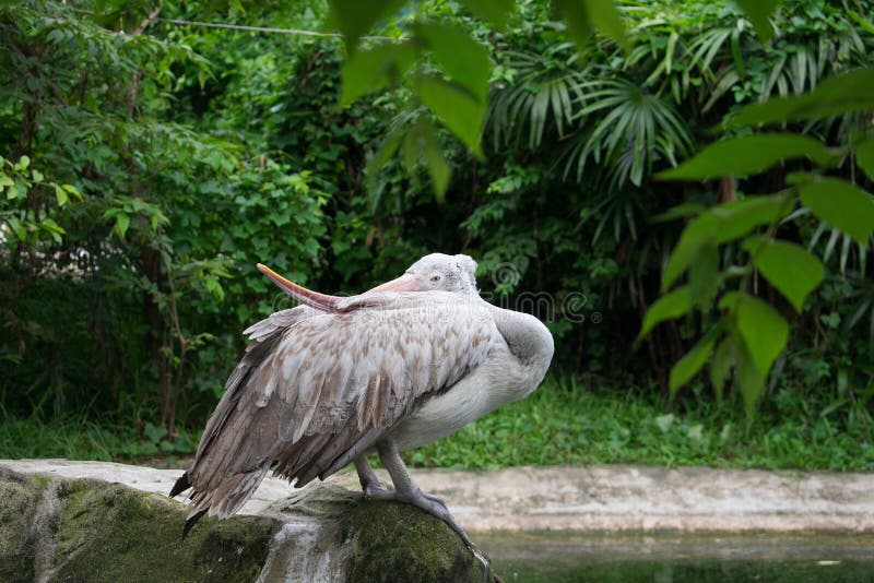 The Handicapped Heron Bird. Abnormal Mouth in Heron. Stock Photo ...