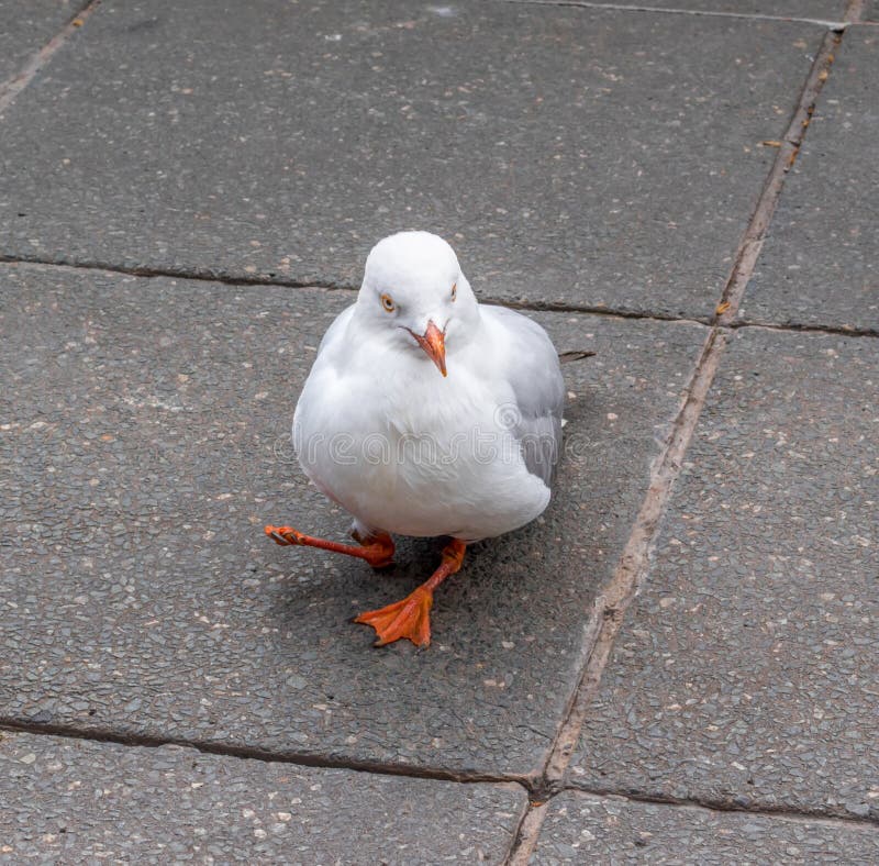 Handicapped Silver gull stock photo. Image of novaehollandiae - 132709532