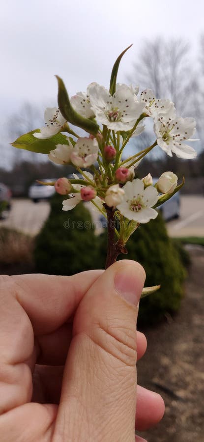 Handing flowers stock image. Image of flowers, male - 178950855