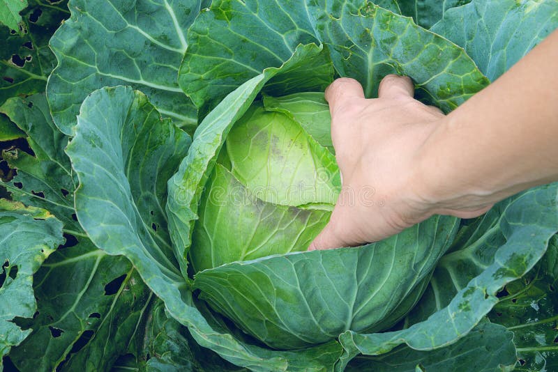 Handle cabbage stock image. Image of grow, agriculture - 75077325