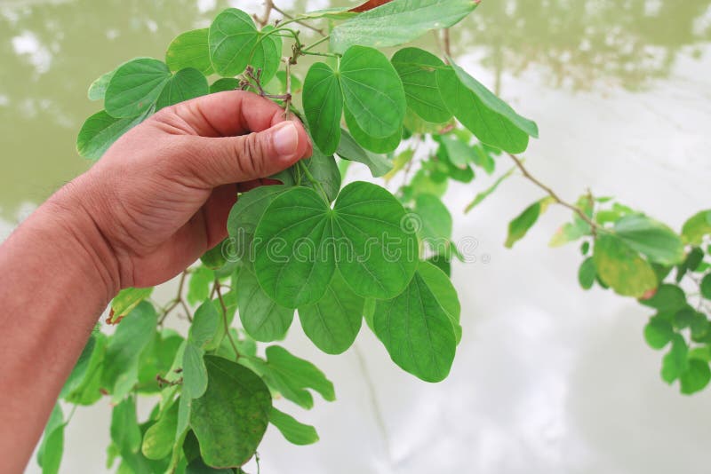 Handle leave stock image. Image of ecology, freshness - 73333743