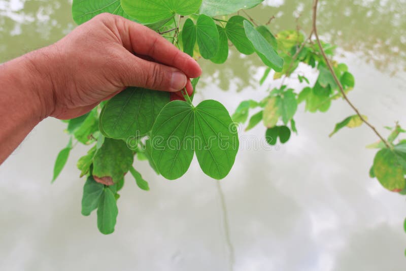 Handle leave stock image. Image of citrus, macro, leave - 73335283