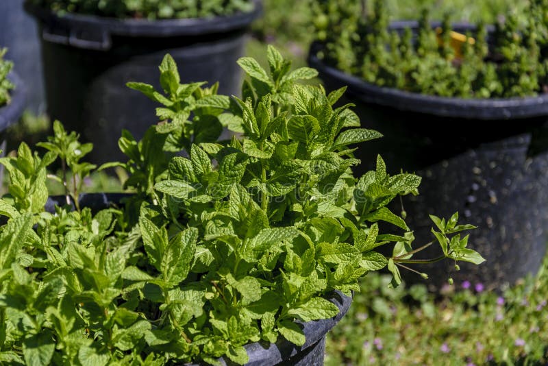 Handle of mint stock image. Image of fragrance, herbal - 91681273