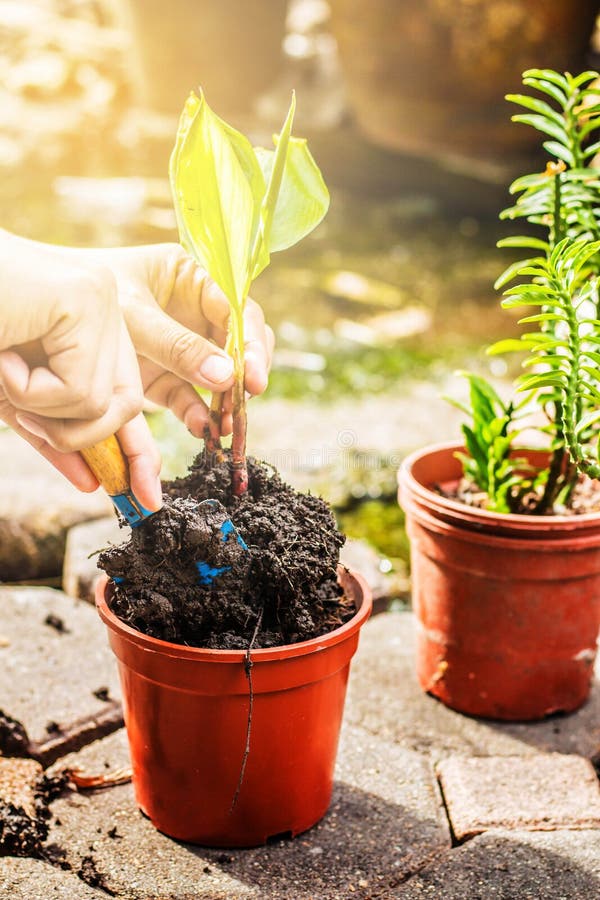 Handle Shovel Preparation Plants Stock Photo - Image of nature, care ...