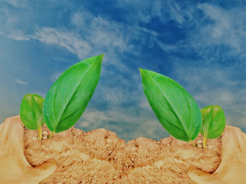 Handle Soil in Plants Tree on Blue Sky Background Stock Image - Image ...