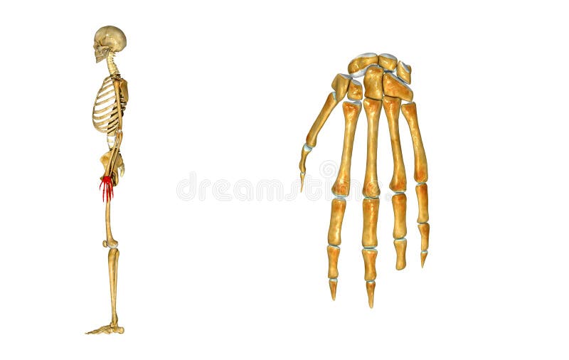 Handledben stock illustrationer. Illustration av hand - 43014545