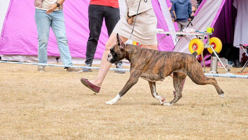 Handler Demonstrates the Movement of a Boxer Dog in the Ring at a Dog ...