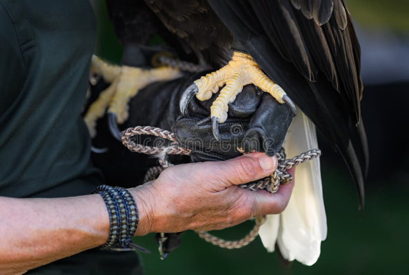 Handler Holds American Bald Eagle on Gloved Arm Stock Image - Image of ...