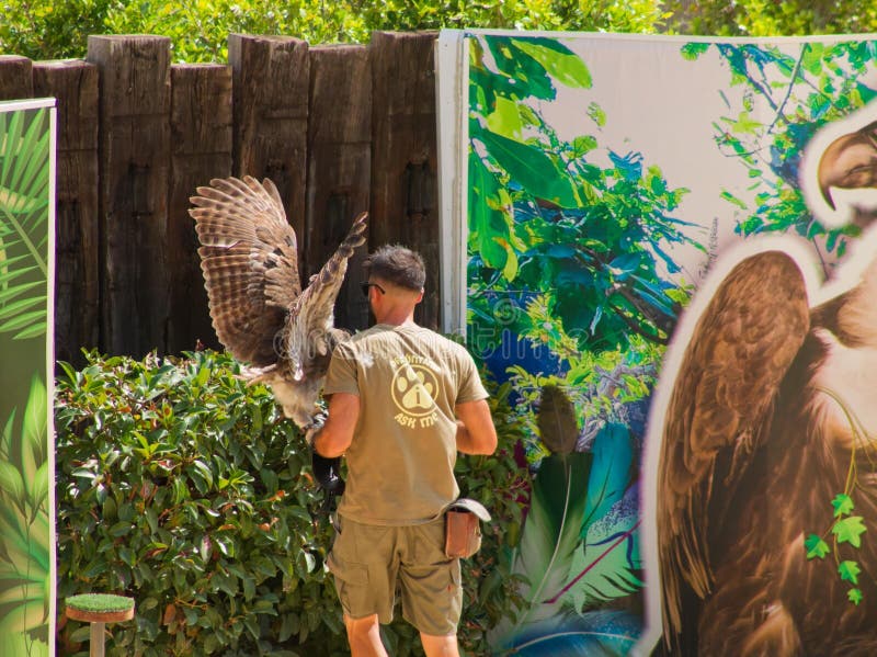 A Handler in a Khaki Outfit Interacts with a Large Bird of Prey ...