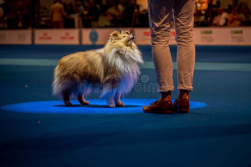 Handler Presenting Dog during World Dog Show. Geneva, Switzerland ...