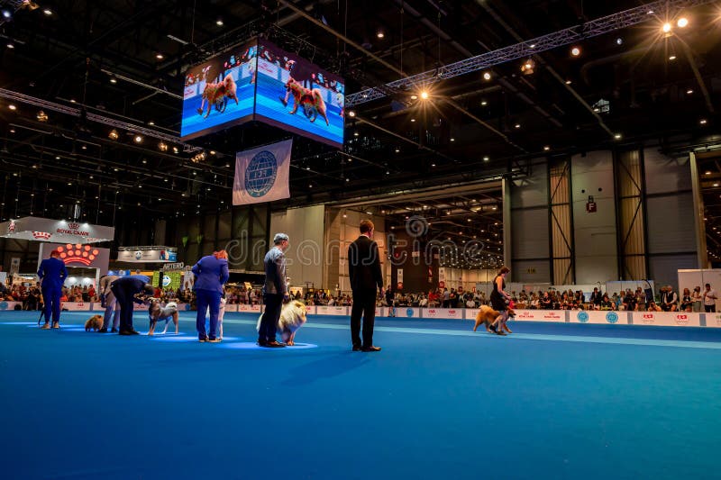 Handler Presenting Dog during World Dog Show. Geneva, Switzerland ...