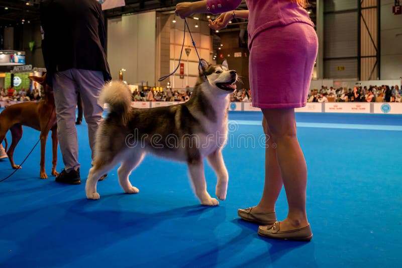 Handler Presenting Dog during World Dog Show. Geneva, Switzerland ...