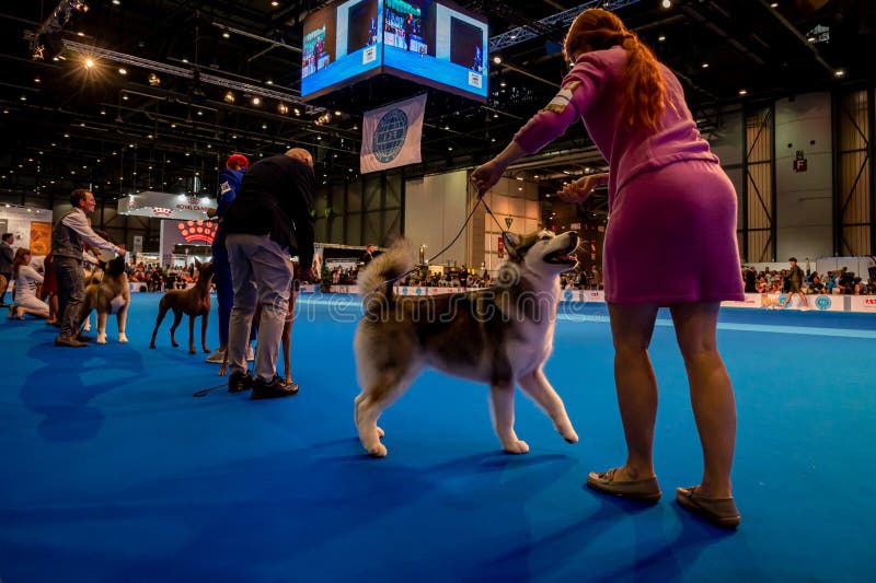 Handler Presenting Dog during World Dog Show. Geneva, Switzerland ...