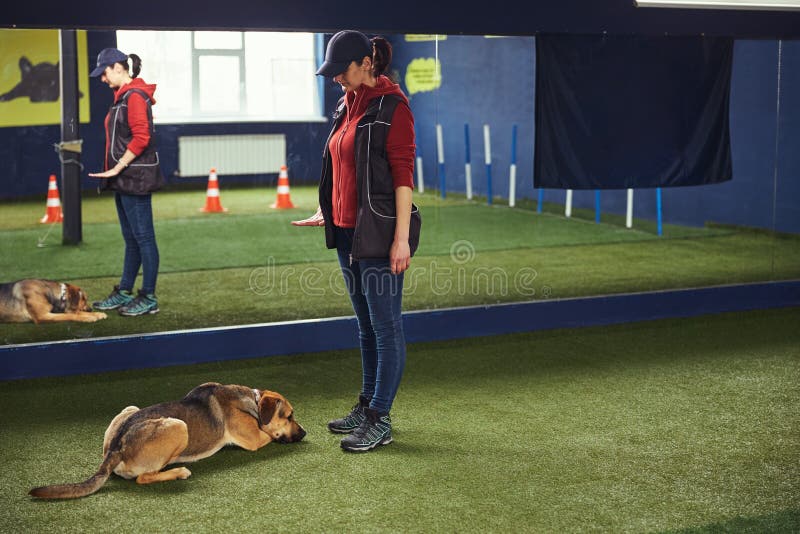 Handler Using a Hand Signal during the Obedience Training Stock Photo ...