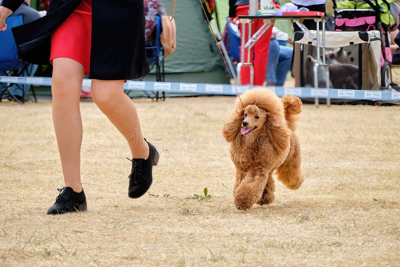 Handler a Woman Runs in the Ring with a Modern-colored Dwarf Poodle ...