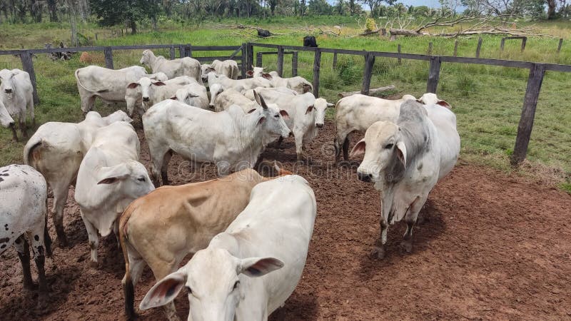 Handling Cow Inside the Corral. Stock Photo - Image of farm, goats ...