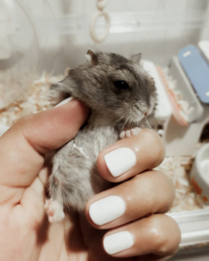 Handling cute hamster stock image. Image of mouse, hamster - 202581931