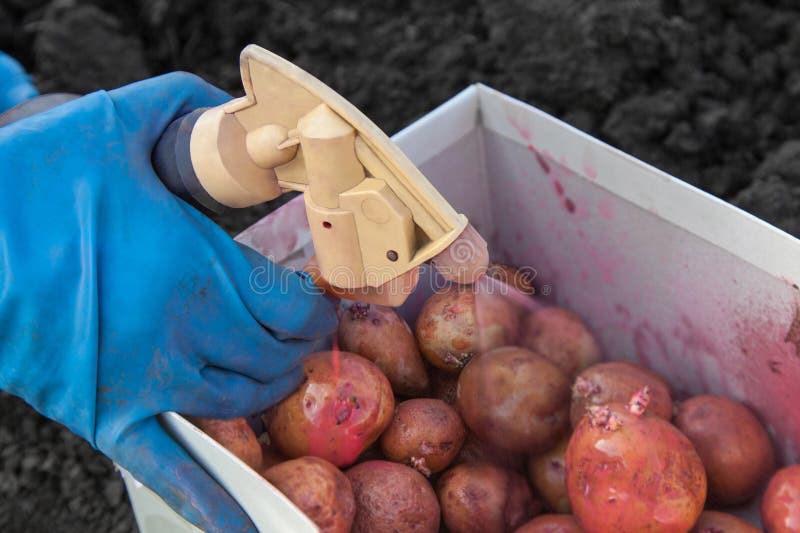 Handling Potato Insecticides Stock Photo - Image of device, landing ...