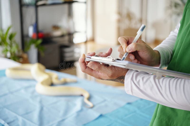 Handling Python Snake Veterinary Clinic Setting Stock Photos - Free ...