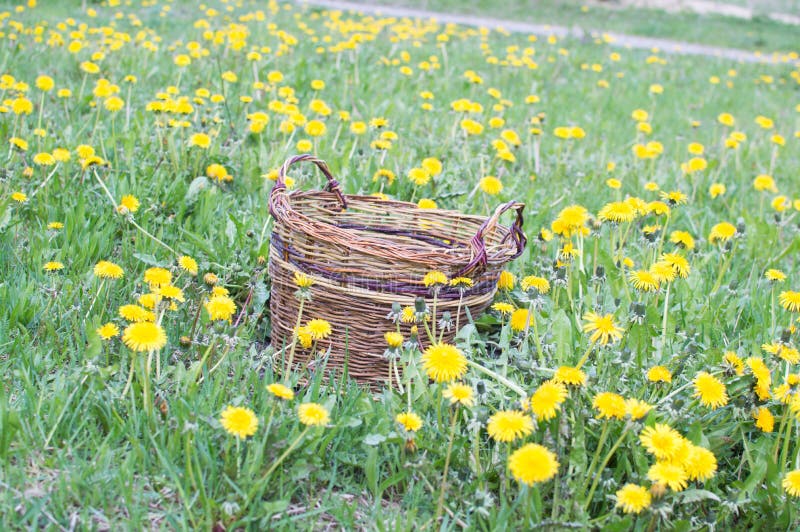 Handmade basket in field stock image. Image of basketry - 58742447