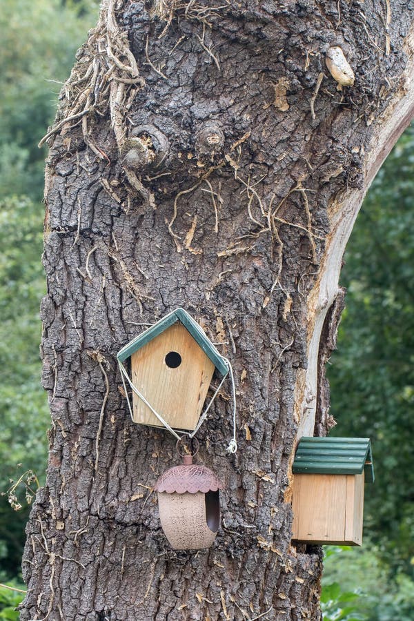 Handmade Bird Boxes Hanging from a Tree. Wooden Nesting Box Stock Image ...