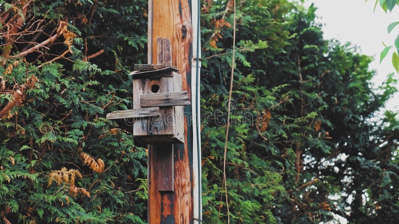 Bird House Box Mounted on Wooden Electric Pole Stock Image - Image of ...