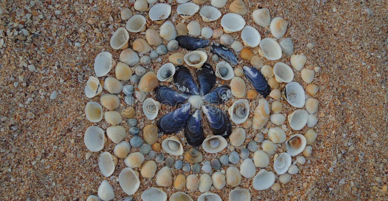 Round Pattern of Shells and Mussels on a Sea Sand Stock Image - Image ...