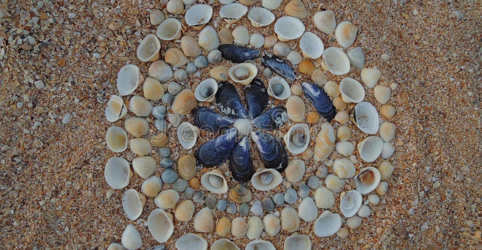 Round Pattern of Shells and Mussels on a Sea Sand Stock Image - Image ...