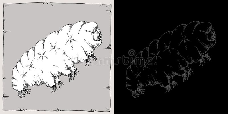 Tardigrade stock vector. Illustration of tardigrade - 108400069