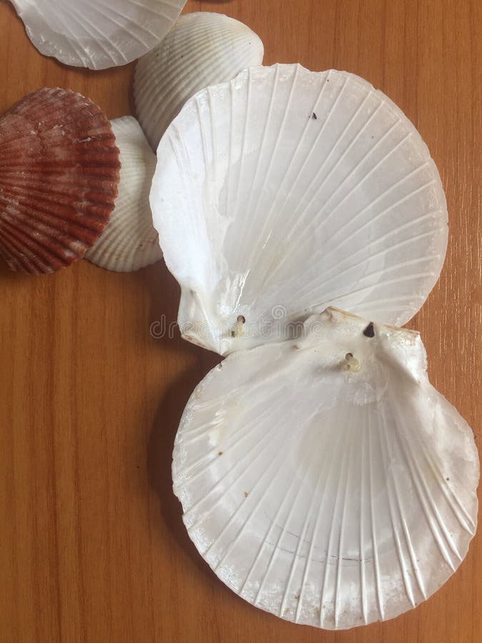 Mobile Seashells ,Mobile Shells Stock Image - Image of seashells ...