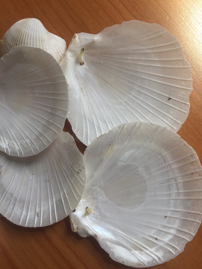 Mobile Seashells ,Mobile Shells Stock Photo - Image of seashells ...