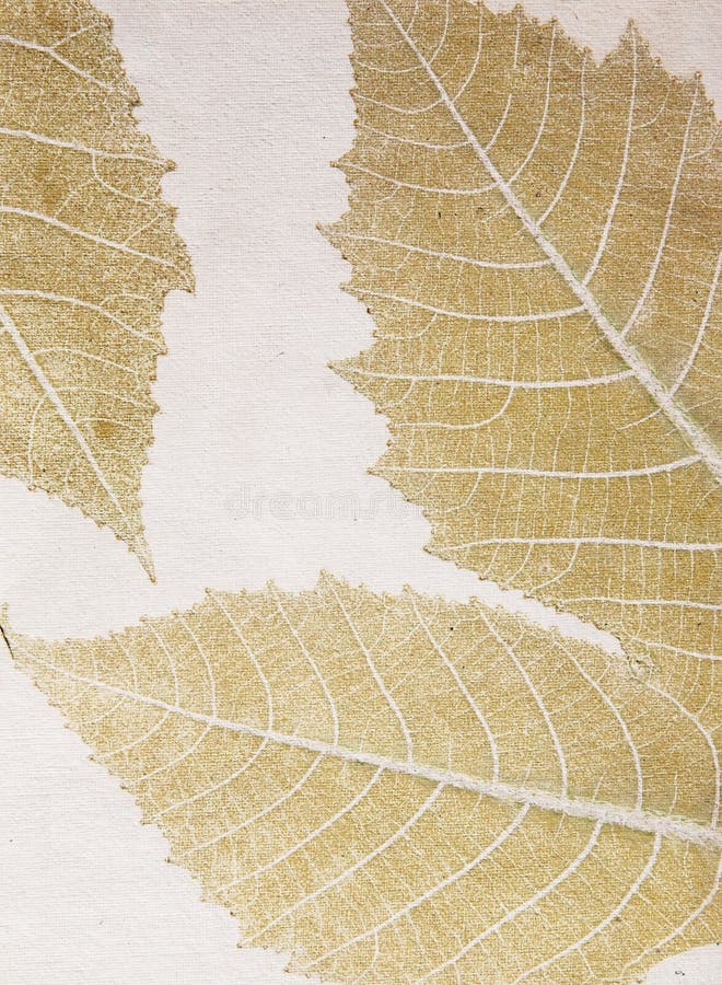 Handmade paper stock photo. Image of veins, cover, leaves - 2768278