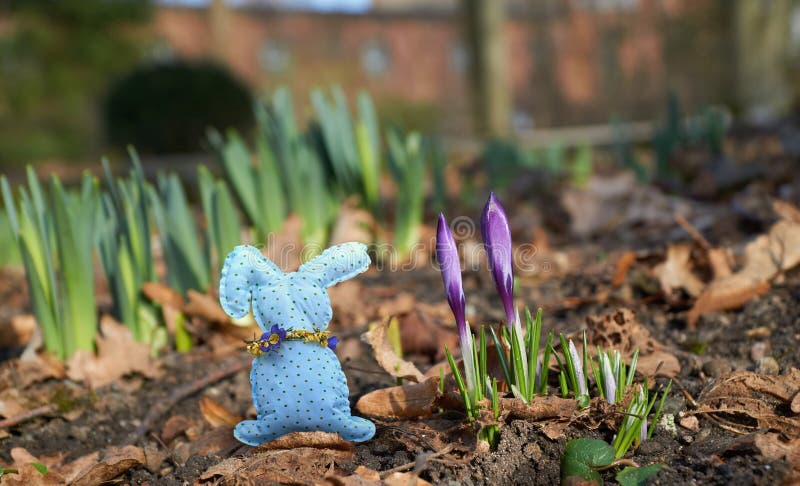 393 Magenta Rabbit Stock Photos - Free & Royalty-Free Stock Photos from ...