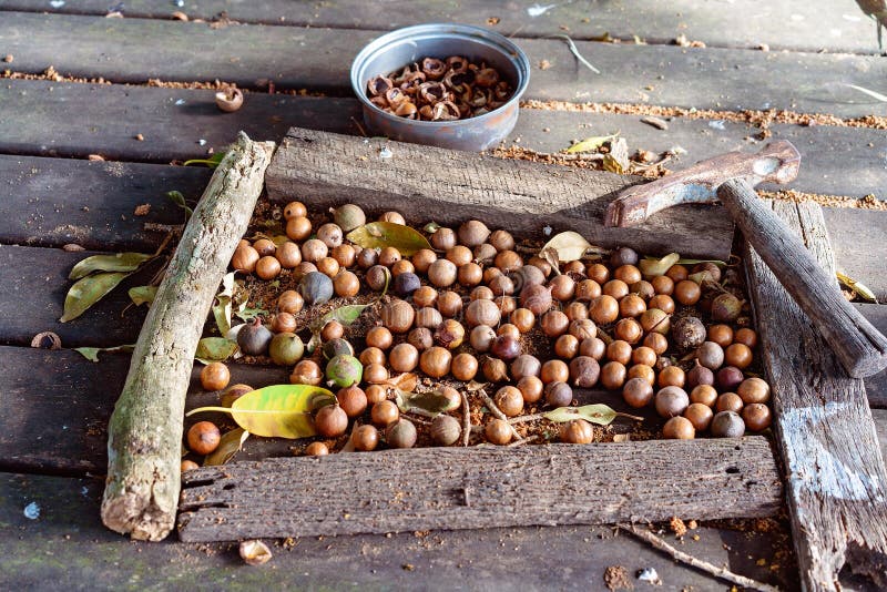 Indigenous Bush Food Australia Stock Photos - Free & Royalty-Free Stock ...