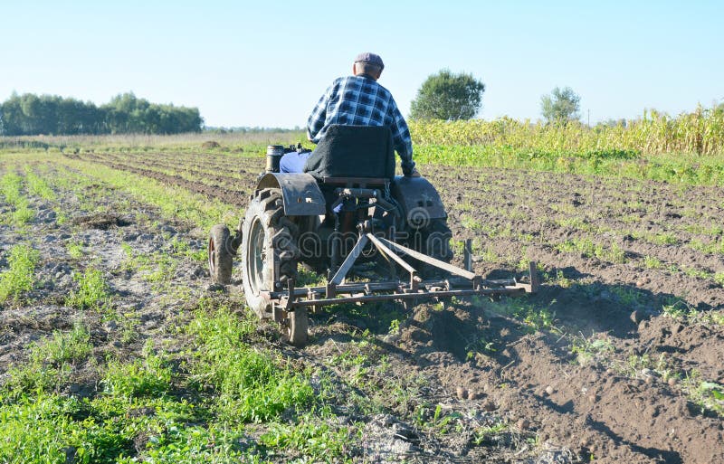 Tractor Plowing a Potato Field in Front of a Pine Forest Editorial ...