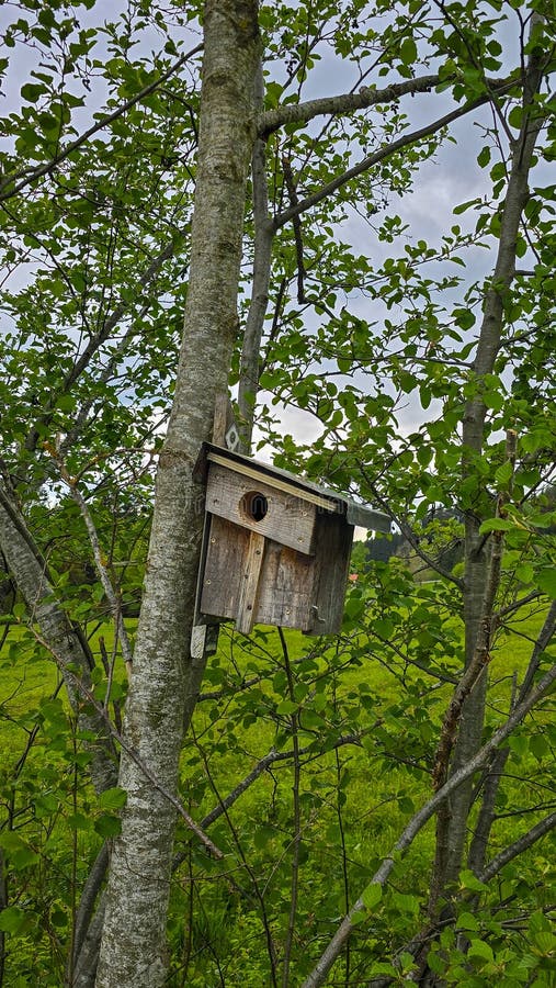Handmade Wooden Bird House on the Tree. Stock Image - Image of wildlife ...