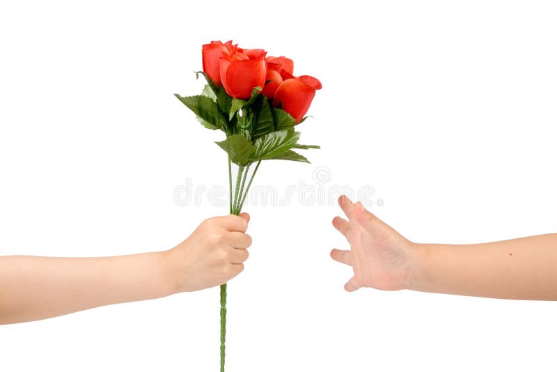 Handover red rose stock photo. Image of handover, rose - 2305816