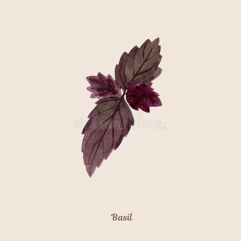 Handpainted Watercolor Poster with Basil Stock Illustration ...