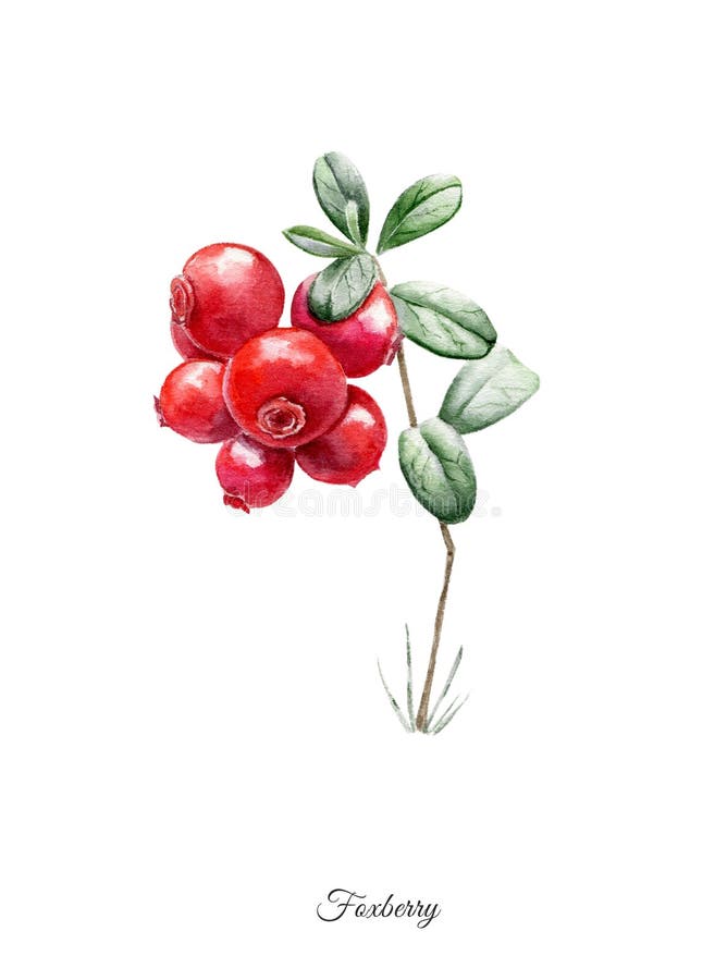 Foxberry Stock Illustrations – 725 Foxberry Stock Illustrations ...