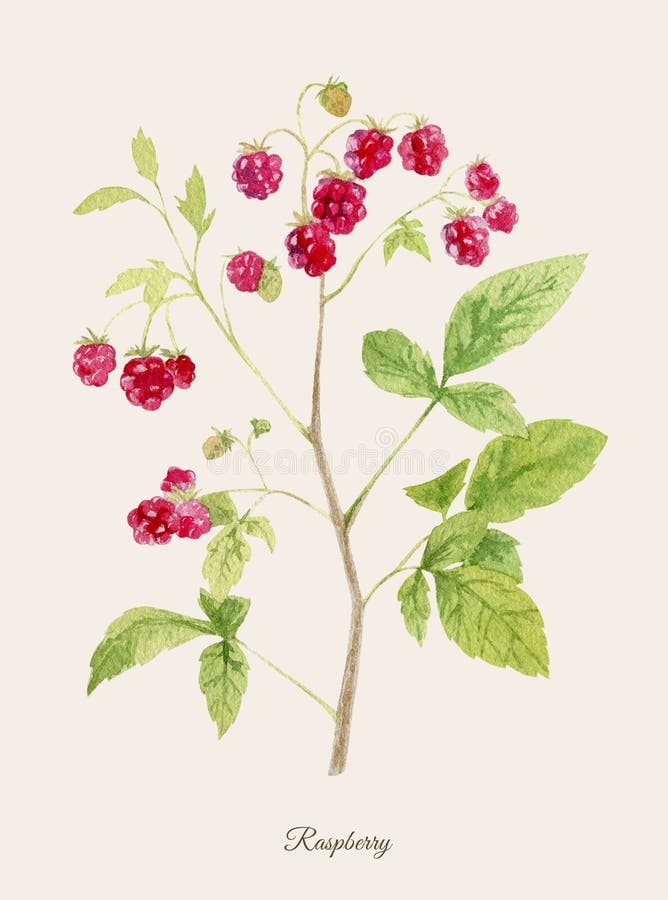 Handpainted Watercolor Poster with Raspberry Stock Illustration ...