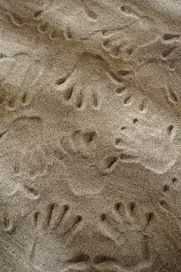 Handprints sur le sable image stock. Image of course - 67095617