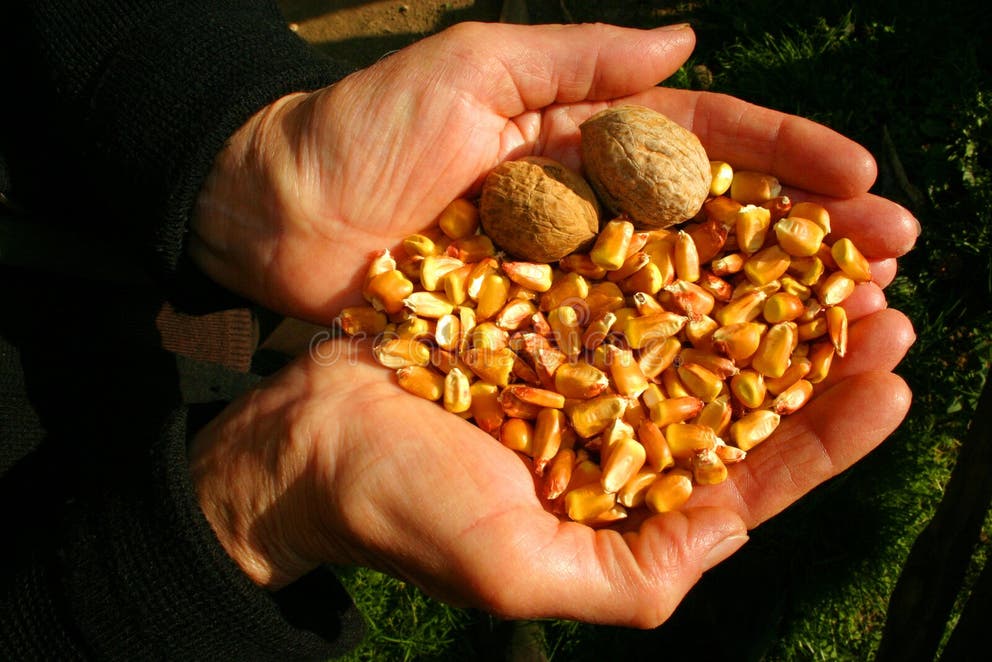 Hands stock image. Image of walnuts, produce, tender, proffer - 1273683