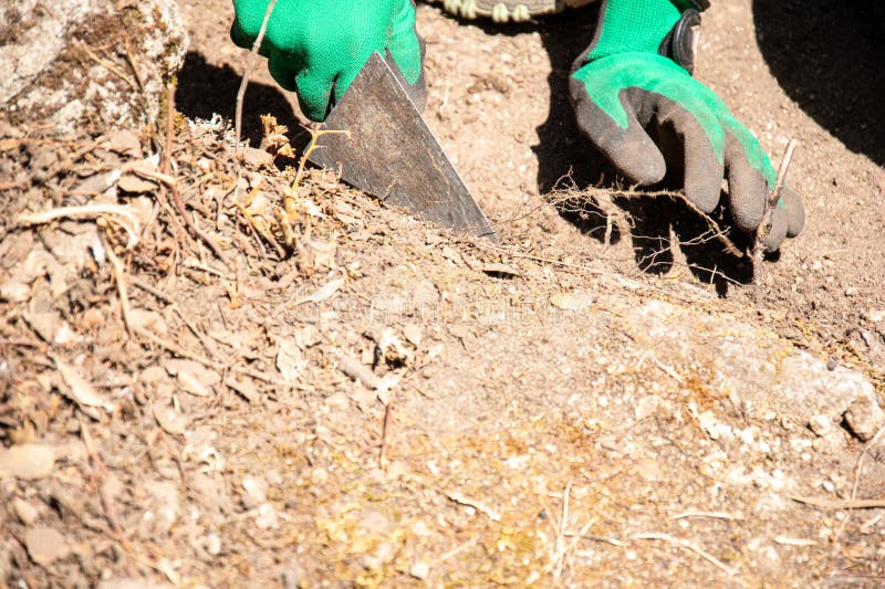 Hands of an Archeologist Working on an Archeological Excavation Using a ...