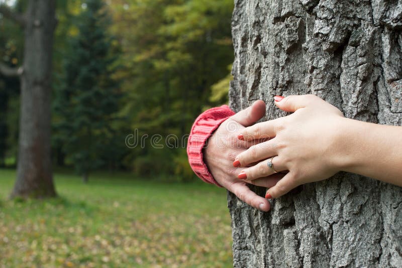 Hands clasping the tree stock photo. Image of ecology, retain - 188172