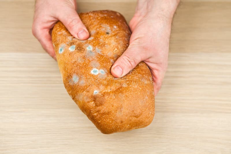 Hands bad bread table stock image. Image of mould, mouldy - 136959977