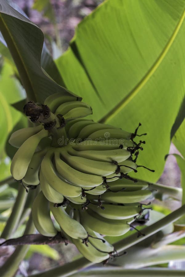 Hands of Bananas Growing on Tree Stock Image - Image of plantation ...